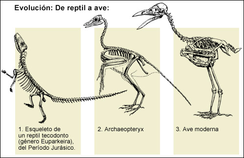 ARTIVULGACIÓN: DE REPTIL A AVE